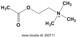 Acetylcholin - er en neurotransmitter som overfører signaler mellem ...