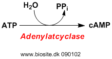 Cyclisk AMP - cAMP