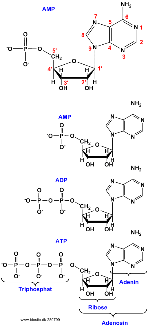 Adenosin 5'-triphosphat - ATP cellernes fællesvaluta