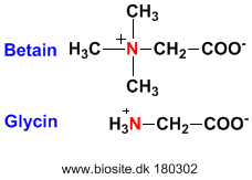 Betain og betainer