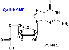 Cyclisk GMP
