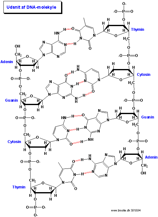 DNA - Deoxyribonukleinsyre