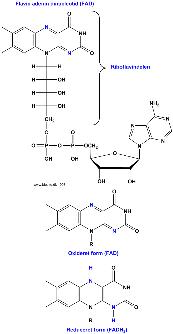 FAD - og flavinbundne dehydrogenaser og oxidaser