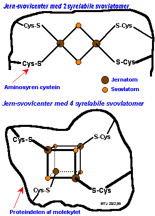 Jern-svovl proteiner