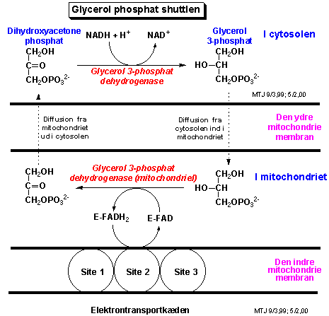 Glycerol phosphat shuttlen