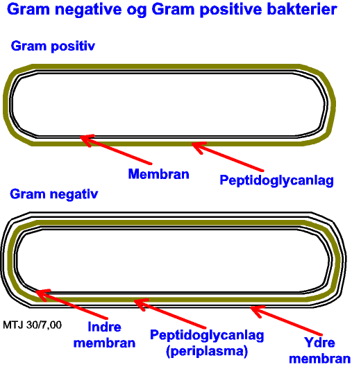 Gram negative og Gram positive bakterier
