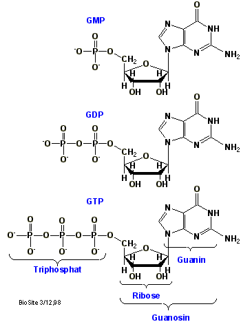 Guanosin 5'-triphosphat (GTP) samt GDP og GMP