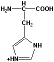 Histidin - en glycogen aminosyre