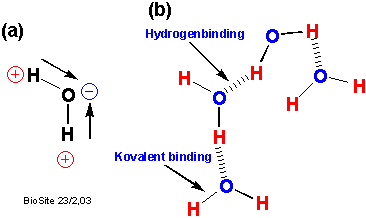Hydrogenbinding - brintbinding eller hydrogenbro