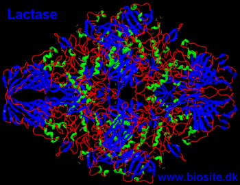 Lactase eller beta-galactosidase