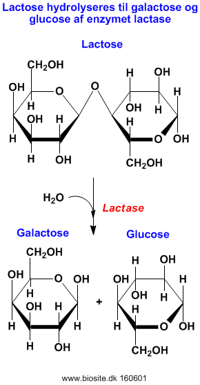 Lactase eller beta-galactosidase