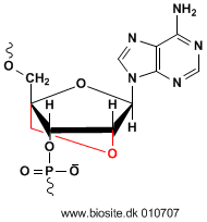 LNA - Locked nucleic acids - synthetic modified nucleic acids
