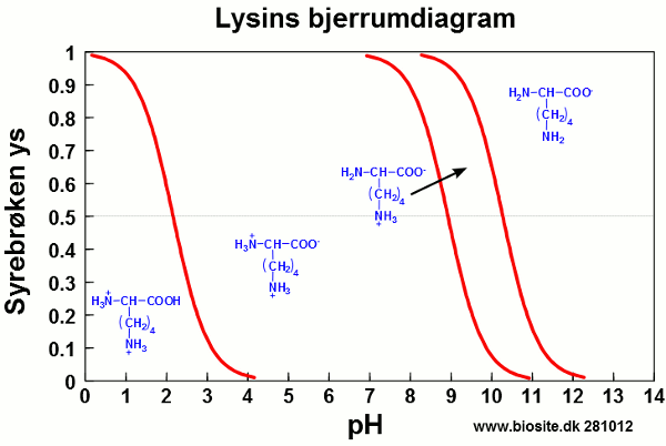 Lysin - en essentiel ketogen aminosyre