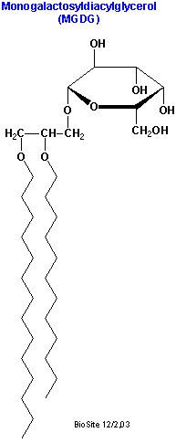 Monogalactosyldiacylglycerol eller MGDG