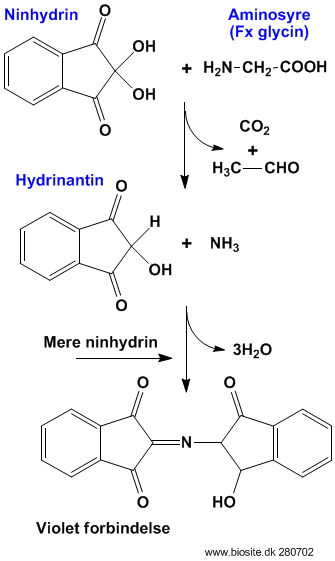 Ninhydrin detektion af aminosyrer