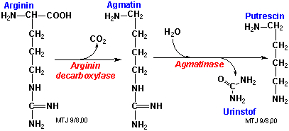 Biosyntesen af putrescin og agmatin, biogene aminer