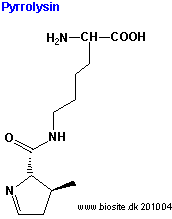 Pyrrolysin en aminosyre