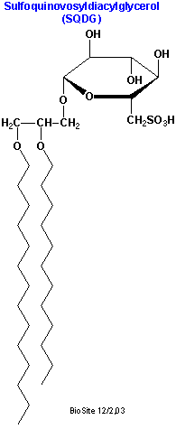 Sulfoquinovosyldiacylglycerol eller SQDG