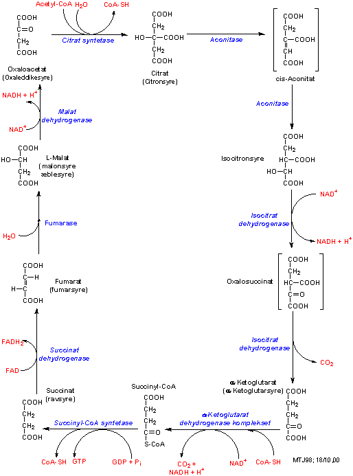 TCA-cyclen - Citronsyrecyclen citratcyclen krebs cyclus ...