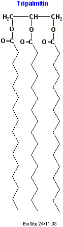 Tripalmitin - et triglycerid hvor tre palmitinsyrer er forestret til ...